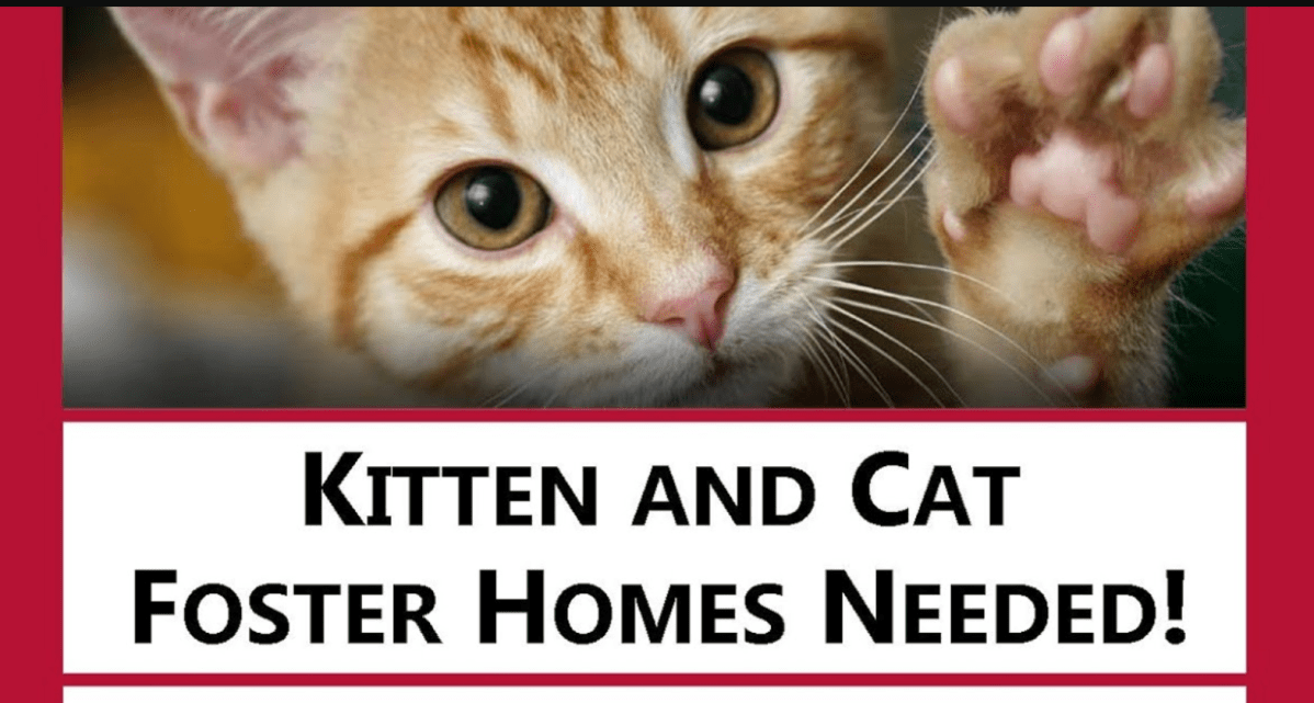 Lina's Cat Rescue | We are a small, non-profit group based in the East ...